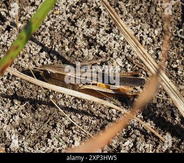 Brown Winter Grasshopper (Amblytropidia mysteca) Insecta Stock Photo ...