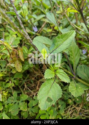 Blue Porterweed (Stachytarpheta jamaicensis), Plantae, Cayo Guillermo ...