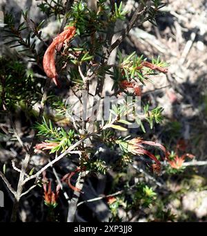 Common Glandular Heath (Erica glandulosa glandulosa) Plantae Stock ...