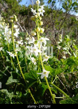 coastal manroot (Marah oregana) Plantae Stock Photo - Alamy