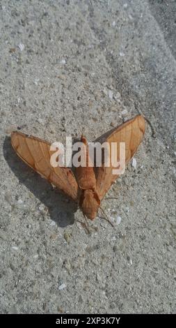 Streaked Sphinx (Protambulyx strigilis) Insecta Stock Photo - Alamy