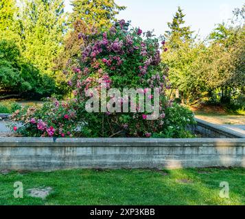 Clusters of flowers at a garden in Seatac, Washington Stock Photo - Alamy