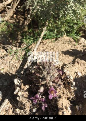 desert broomrape (Aphyllon cooperi) Plantae Stock Photo - Alamy