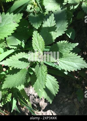 heartleaf nettle (Urtica chamaedryoides) Plantae Stock Photo - Alamy