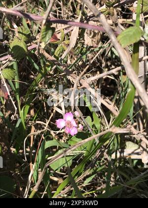 Holy Bramble (Rubus creticus) Plantae Stock Photo - Alamy