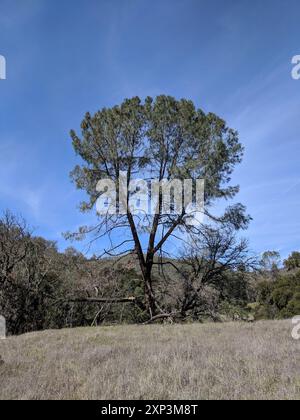 gray pine (Pinus sabiniana) Plantae Stock Photo - Alamy