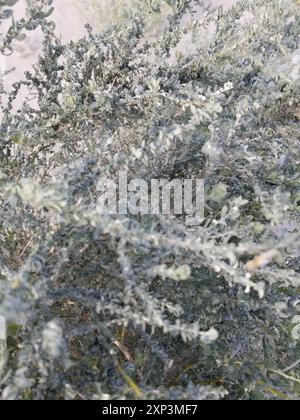 Cattle Saltbush (Atriplex polycarpa) Plantae Stock Photo - Alamy