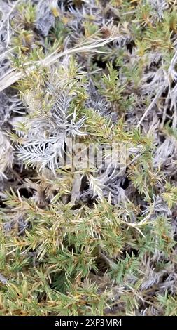 shore grass (Distichlis littoralis) Plantae Stock Photo - Alamy