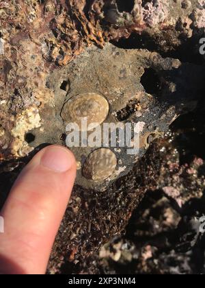 Lottia Limpets (Lottia) Mollusca Stock Photo - Alamy