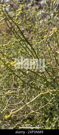 Cheesebush (Ambrosia salsola) Plantae Stock Photo - Alamy