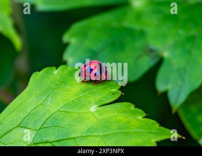 Vedalia Beetle (Novius cardinalis Stock Photo - Alamy