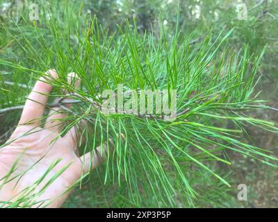 sand pine (Pinus clausa) Plantae Stock Photo - Alamy