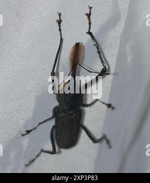 Bearded Weevil (Rhinostomus barbirostris) Insecta Stock Photo - Alamy