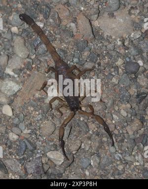 (Centruroides bicolor) Arachnida Stock Photo - Alamy