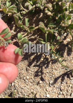 strigose lotus (Acmispon strigosus) Plantae Stock Photo - Alamy