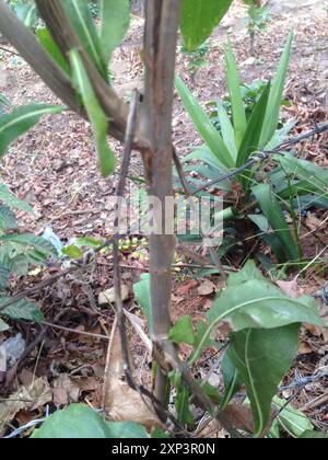 Mexican Trixis (Trixis inula) Plantae Stock Photo - Alamy
