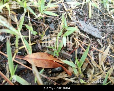 Pony Ants (Rhytidoponera) Insecta Stock Photo - Alamy