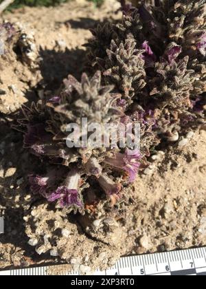 desert broomrape (Aphyllon cooperi) Plantae Stock Photo - Alamy