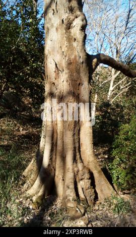 Muku Tree (Aphananthe aspera Stock Photo - Alamy