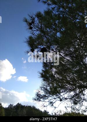 Turkish pine (Pinus brutia), Plantae, İztuzu Plajı, Ortaca, Muğla, TR ...