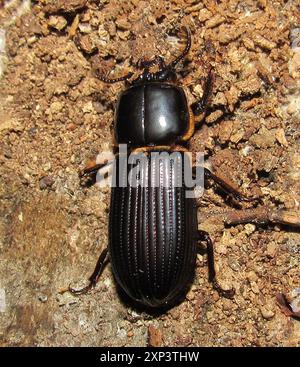 Bess Beetles (Passalidae) Insecta Stock Photo - Alamy