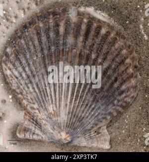 Pacific Calico Scallop (Argopecten ventricosus) Mollusca Stock Photo ...