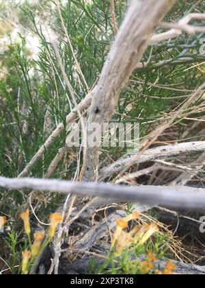 Black-banded Rabbitbrush (Ericameria paniculata) Plantae Stock Photo ...