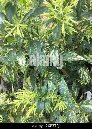 night jessamine (Cestrum nocturnum) Plantae Stock Photo - Alamy