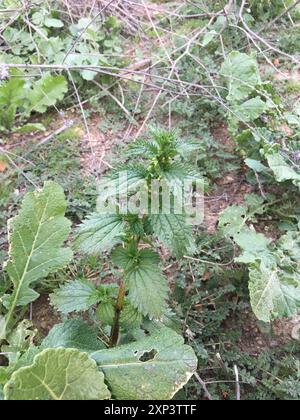 Dwarf Nettle (Urtica urens) Plantae Stock Photo - Alamy