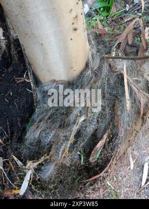 White Cedar Moth (Leptocneria reducta) Insecta Stock Photo - Alamy