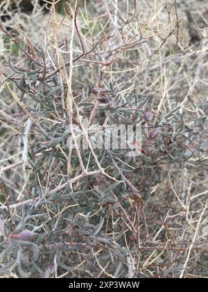 Littleleaf Rhatany (Krameria erecta) Plantae Stock Photo - Alamy