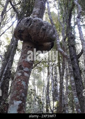 beech orange (Cyttaria gunnii) Fungi Stock Photo - Alamy