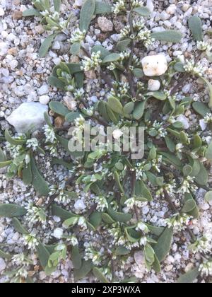 Frost Mat (Achyronychia cooperi) Plantae Stock Photo - Alamy