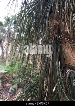 Shoestring Fern (Vittaria lineata) Plantae Stock Photo - Alamy