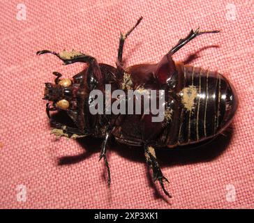 (Strategus validus) Insecta Stock Photo - Alamy
