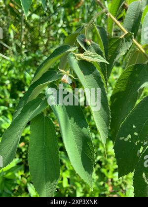 calabur tree (Muntingia calabura) Plantae Stock Photo - Alamy