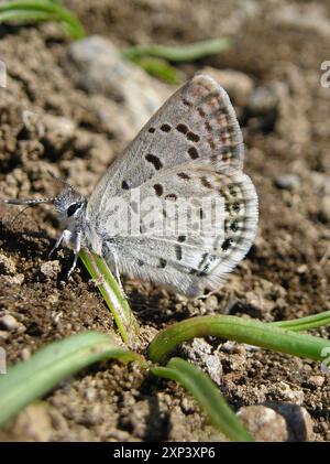 Shasta Blue (Icaricia shasta) Insecta Stock Photo - Alamy
