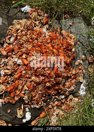 A mountain of river crayfish waste. Claws and shells after eating ...