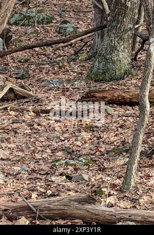 Dryobates Woodpeckers (Dryobates) Aves Stock Photo - Alamy