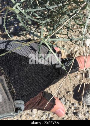 Brownplume Wirelettuce (Stephanomeria pauciflora) Plantae Stock Photo ...