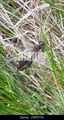 Smith's Dragonfly (Procordulia smithii) Insecta Stock Photo - Alamy