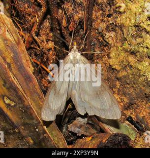 Geometrid and Swallowtail Moths (Geometroidea) Insecta Stock Photo - Alamy