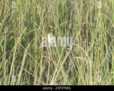 Bay-capped Wren-Spinetail (Spartonoica maluroides) Aves Stock Photo - Alamy