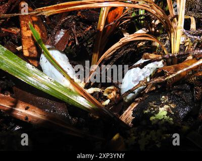 Blue Pouch Fungus (Clavogaster virescens) Fungi Stock Photo - Alamy
