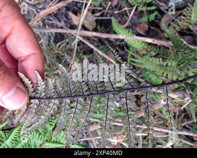 Silverback and Goldback Ferns (Pityrogramma) Plantae Stock Photo - Alamy