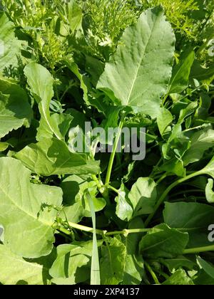 Devil's Thorn (Rumex spinosus) Plantae Stock Photo - Alamy