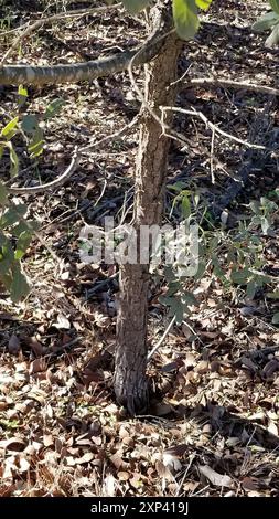 Engelmann oak (Quercus engelmannii) Plantae Stock Photo - Alamy