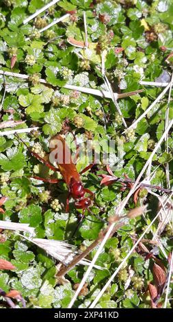 Golden Hunting Wasp (Sphictostethus nitidus) Insecta Stock Photo - Alamy