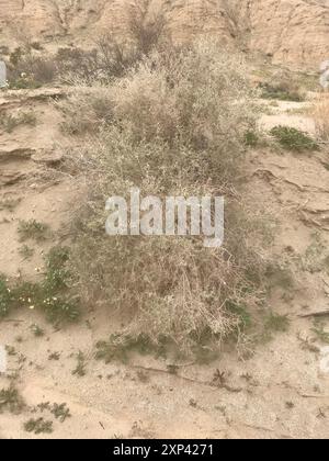 Saltbushes (Atriplex) Plantae Stock Photo - Alamy