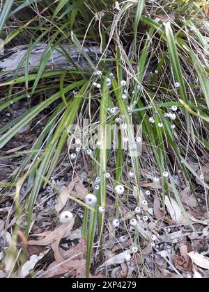 Ink Berry (Dianella nigra) Plantae Stock Photo - Alamy